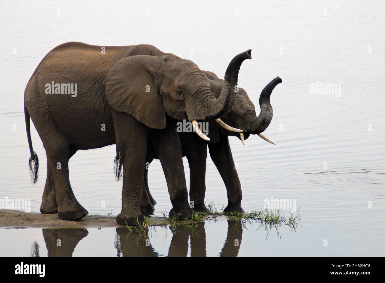 Selective of large elephants near the water Stock Photo - Alamy