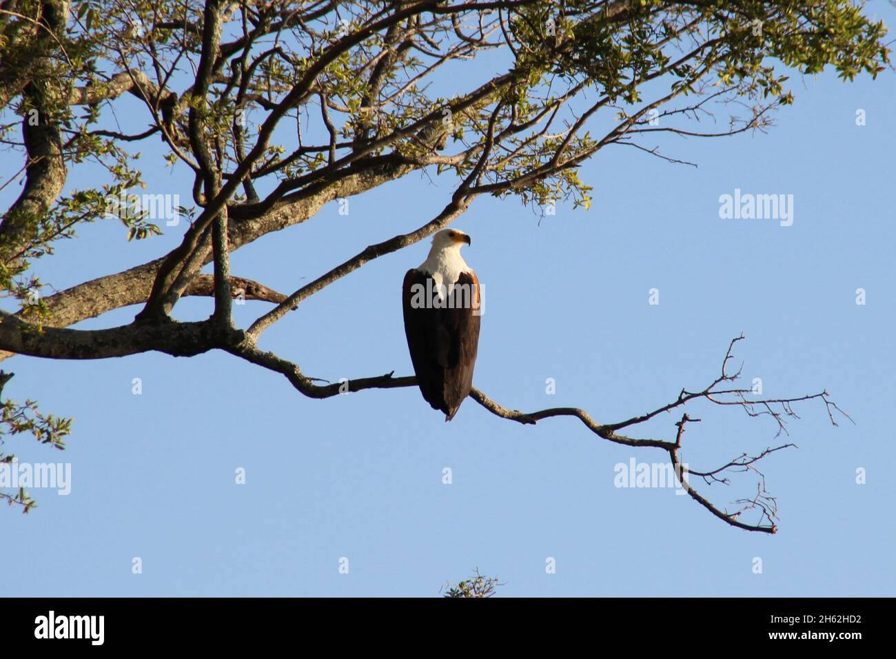 Bald eagle on a branch of a tree Stock Photo - Alamy