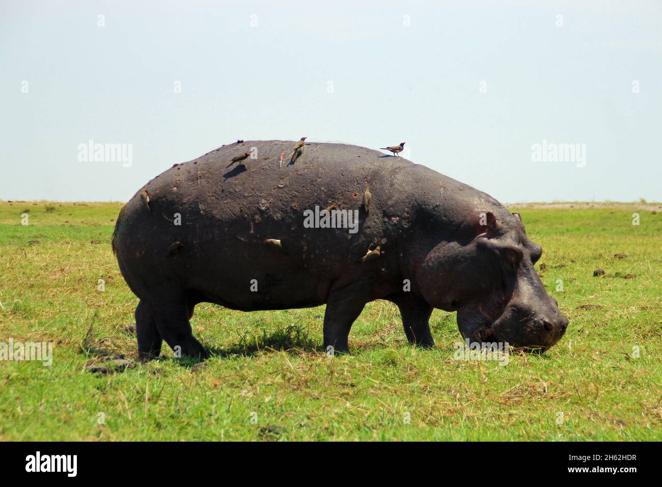 Selective of a huge hippo in a field Stock Photo - Alamy