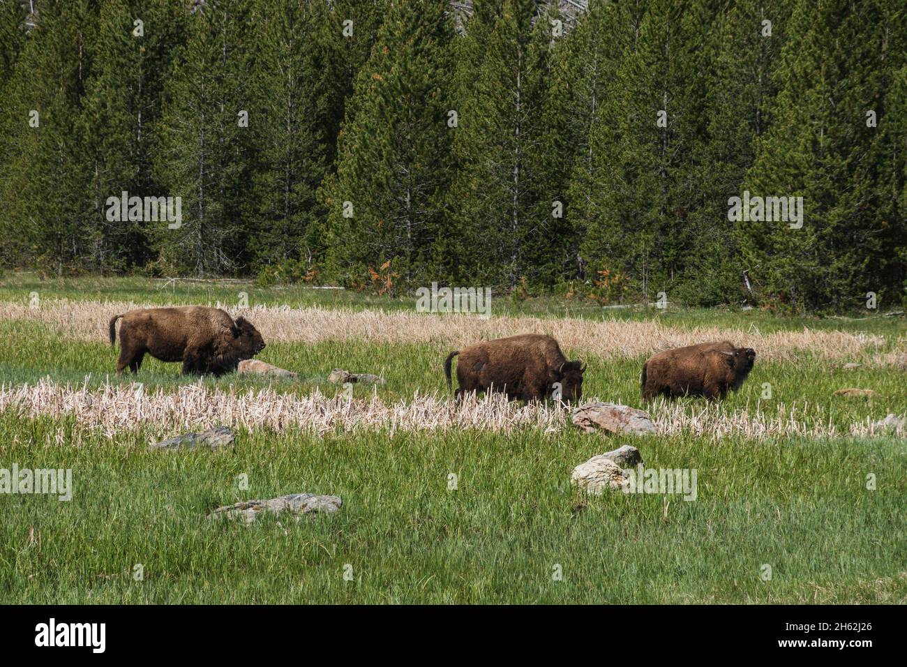 Three bison hi-res stock photography and images - Alamy