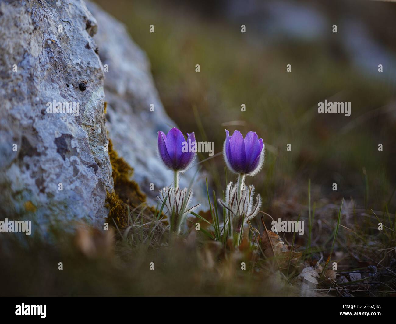 Purple wild crocus flavus flower or pulsatilla (pasque flower) growing ...