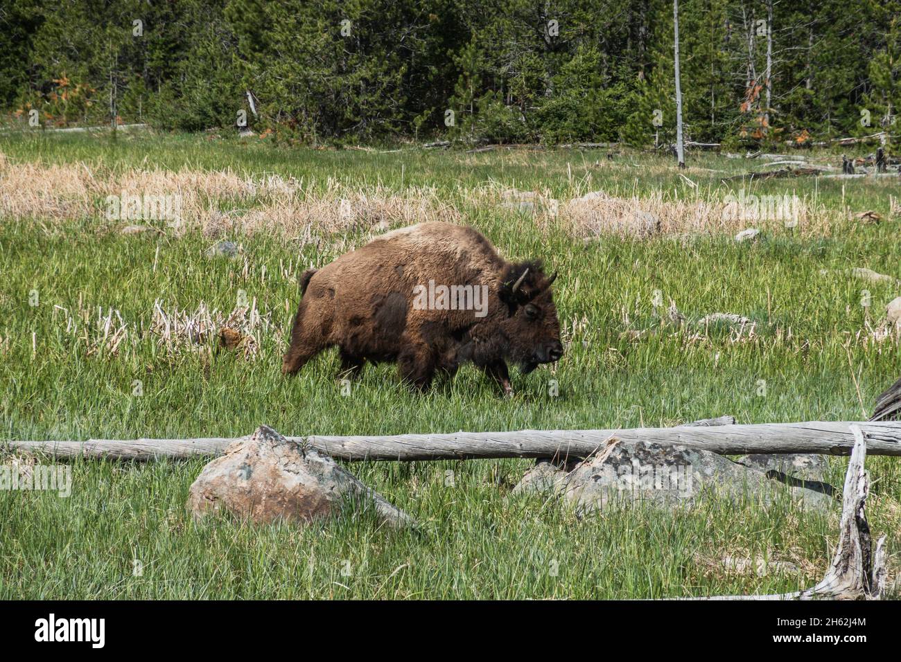 America bison predator hi-res stock photography and images - Alamy