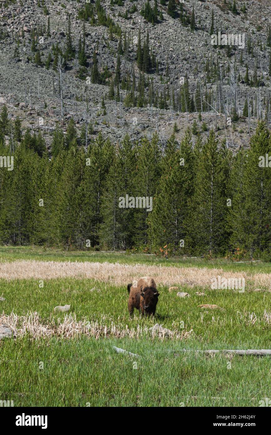 A bison grazing in an empty field in front of a mountain in Yellowstone ...
