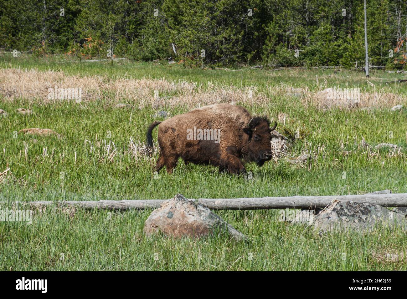 Large bison in grassy hi-res stock photography and images - Alamy