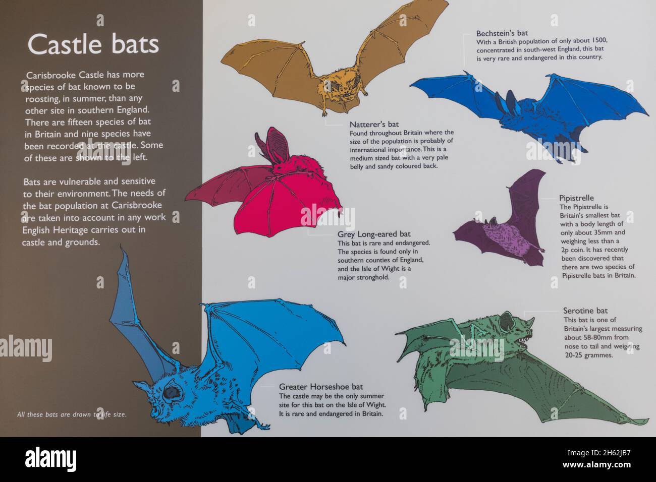 Information board describing the castle bats hi-res stock photography ...