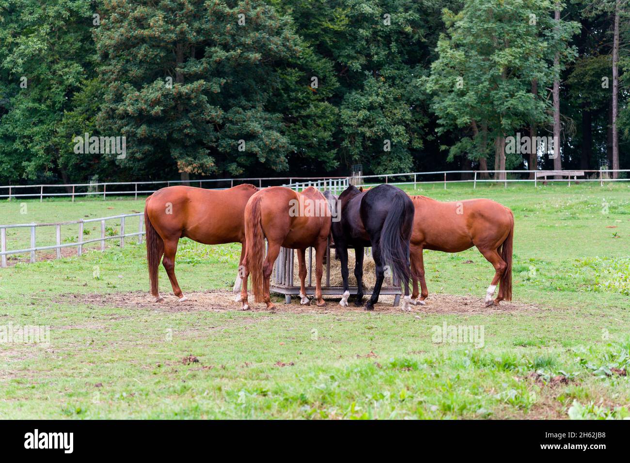 trakehner horses at a feeding manger,mecklenburg-western pomerania ...
