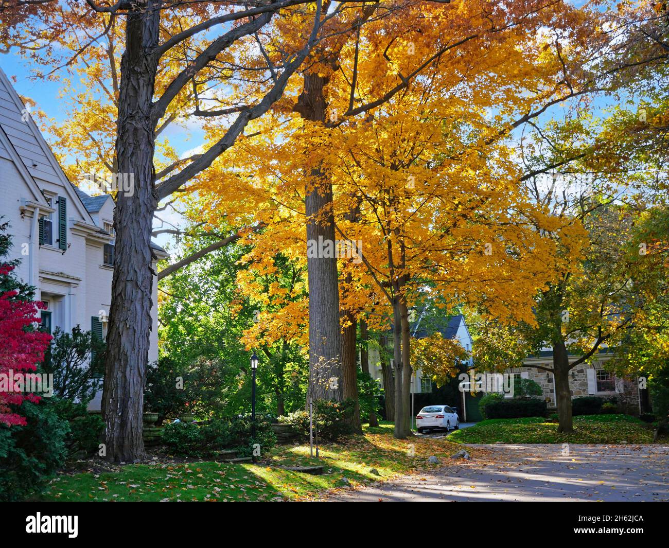 Suburban residential street with maple trees displaying brilliant fall ...