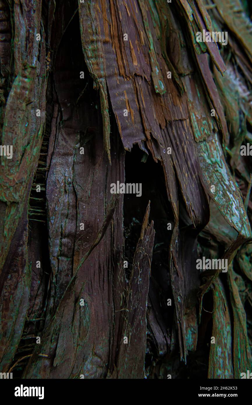 close up of a tree bark with colored wood in the forest Stock Photo - Alamy