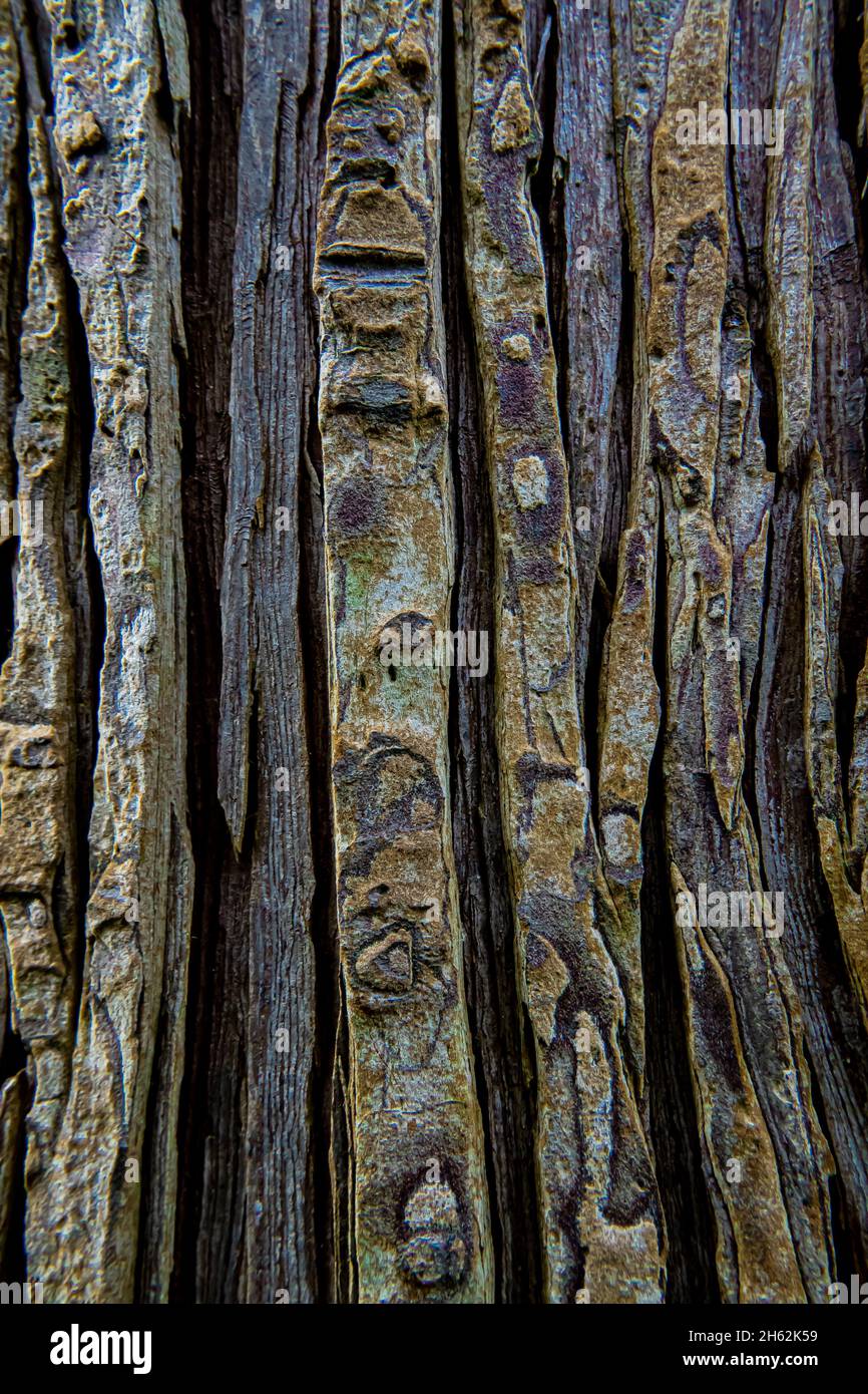 Tree growth structure hi-res stock photography and images - Alamy