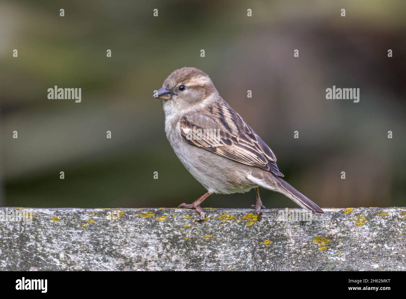 Female House Sparrow Stock Photo - Alamy