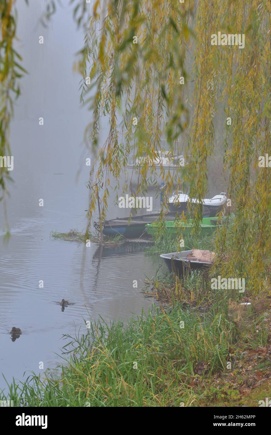 Fog willow tree hi-res stock photography and images - Alamy