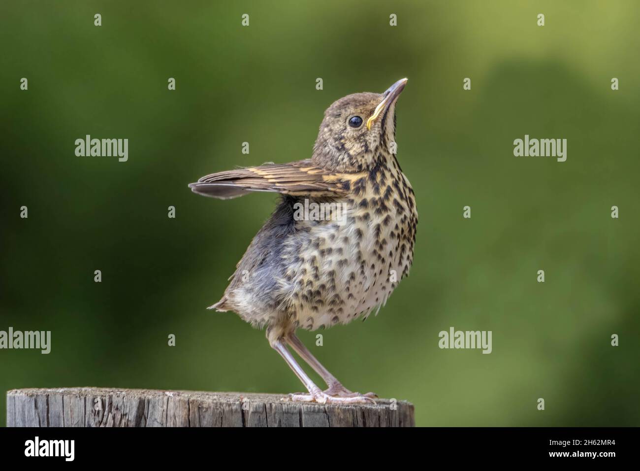 Juvenile Song thrush Stock Photo - Alamy