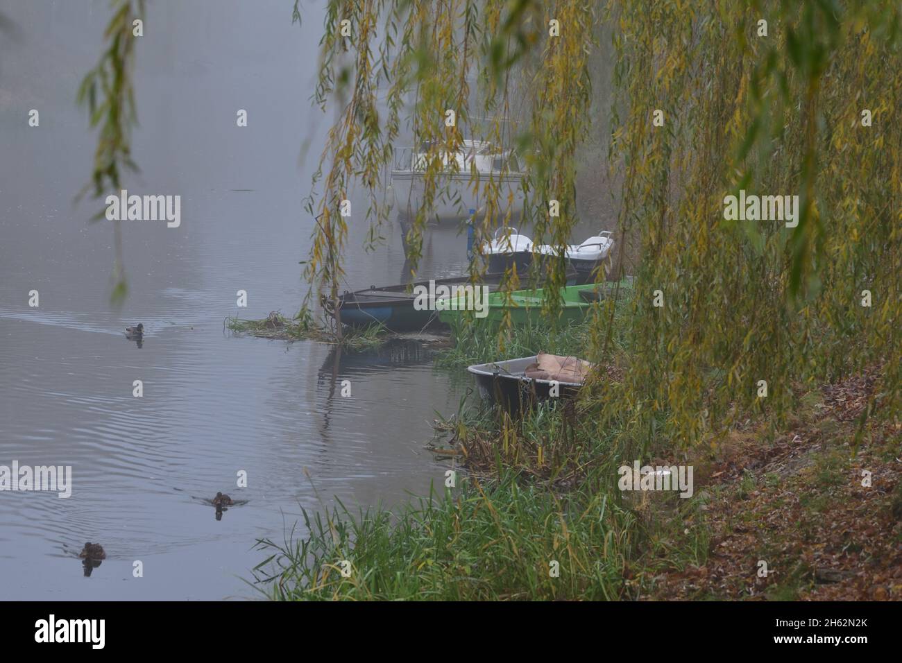 Under the willow tree hi-res stock photography and images - Alamy