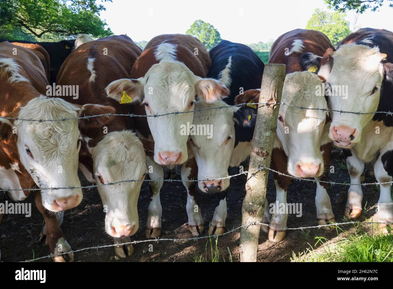 Heads of cows hi-res stock photography and images - Alamy