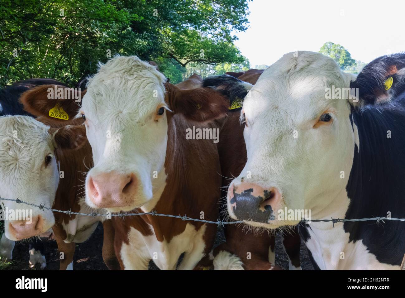 Wallop hi-res stock photography and images - Alamy