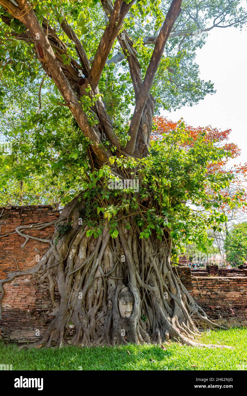 firmly ingrown buddha head in branches of a bodhi tree,bodhi fig tree ...