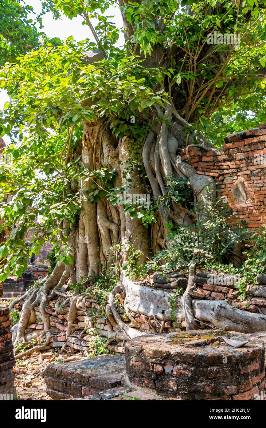 bodhi tree,bodhi fig tree,(ficus religiosa),wat mahathat,wat maha that ...