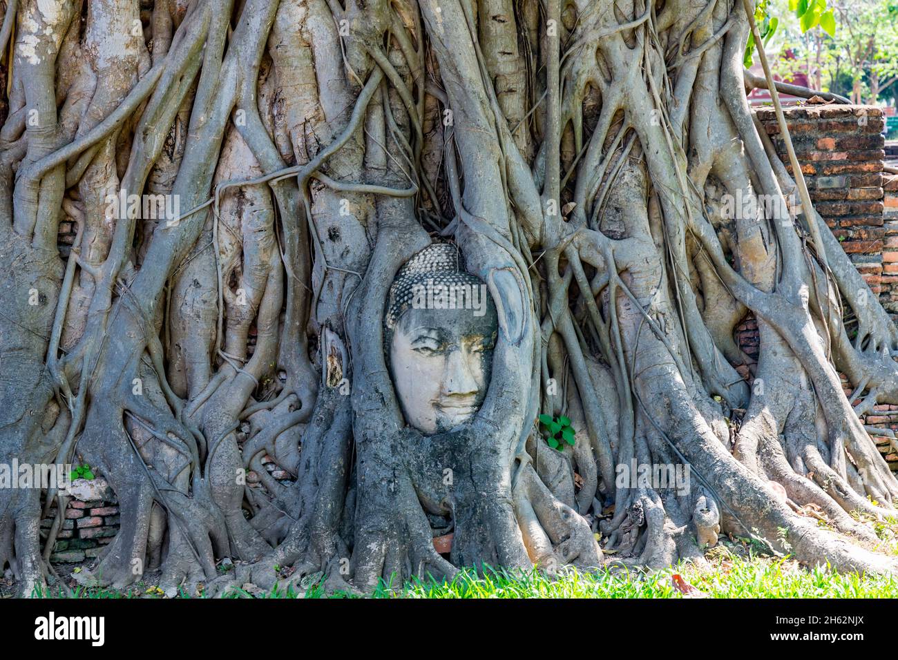 Buddha bodhi tree hi-res stock photography and images - Alamy