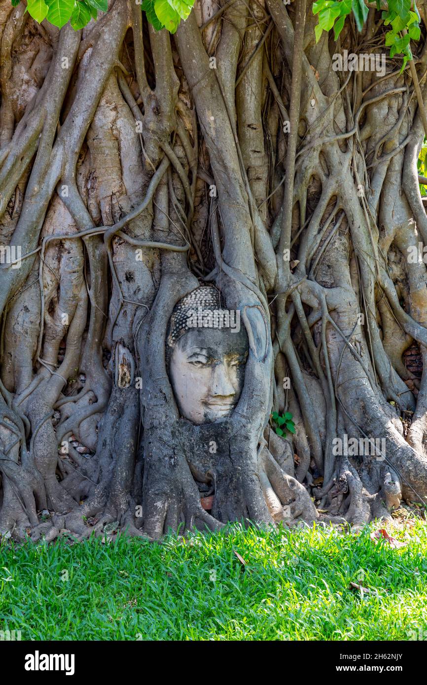 Buddha bodhi tree hi-res stock photography and images - Alamy