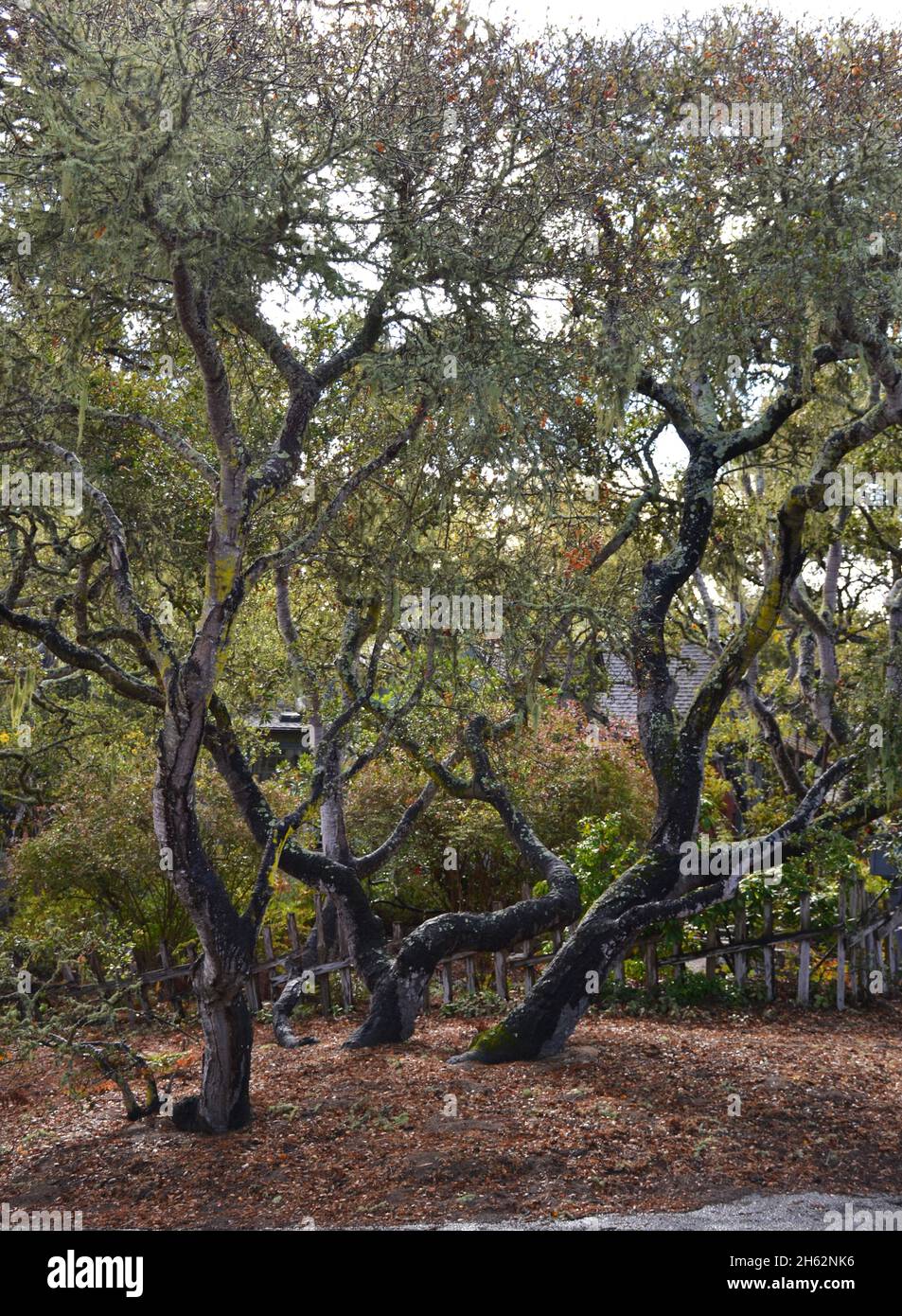 Crooked forest hi-res stock photography and images - Alamy