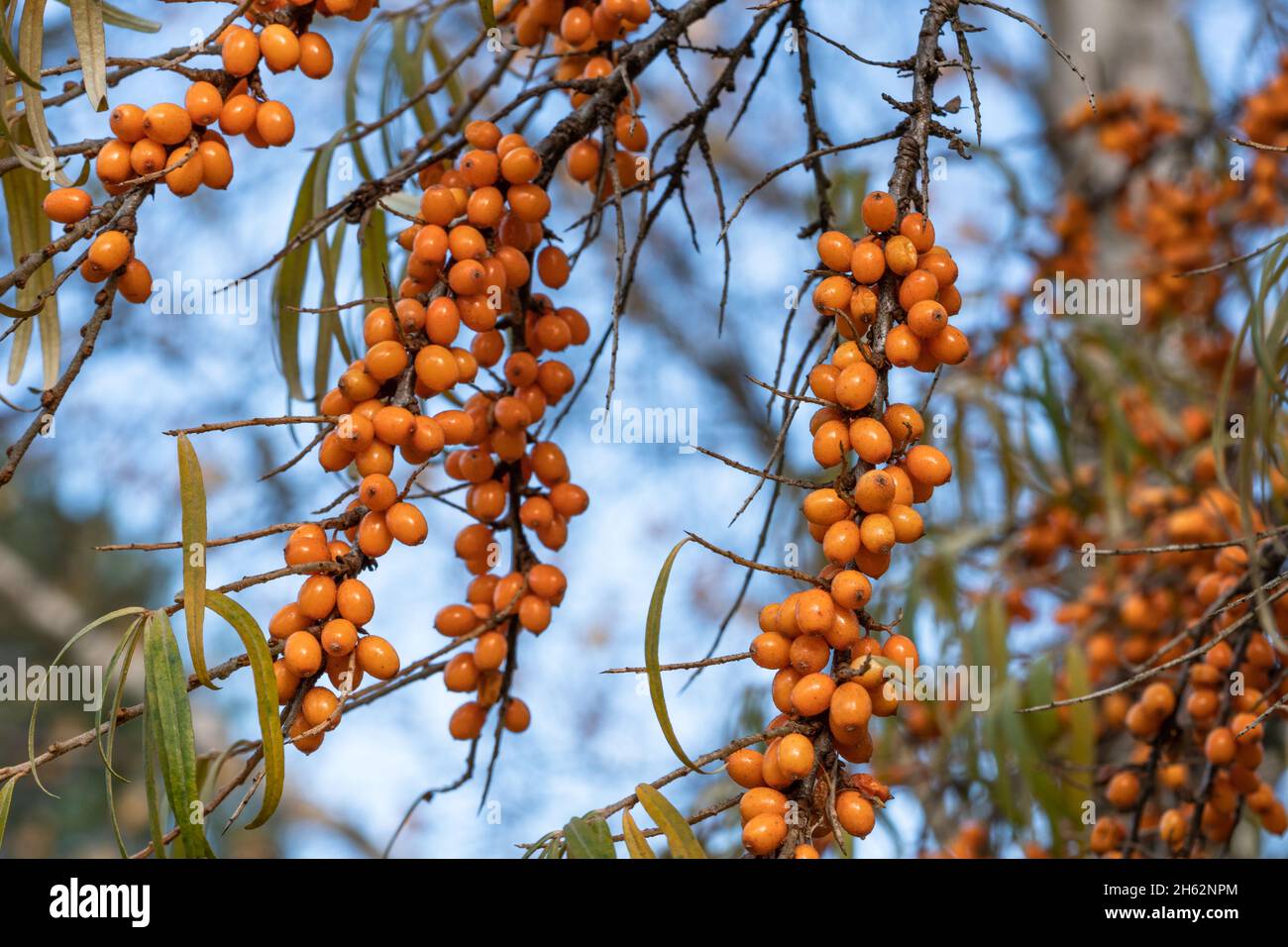 Buckthorn tree hi-res stock photography and images - Alamy