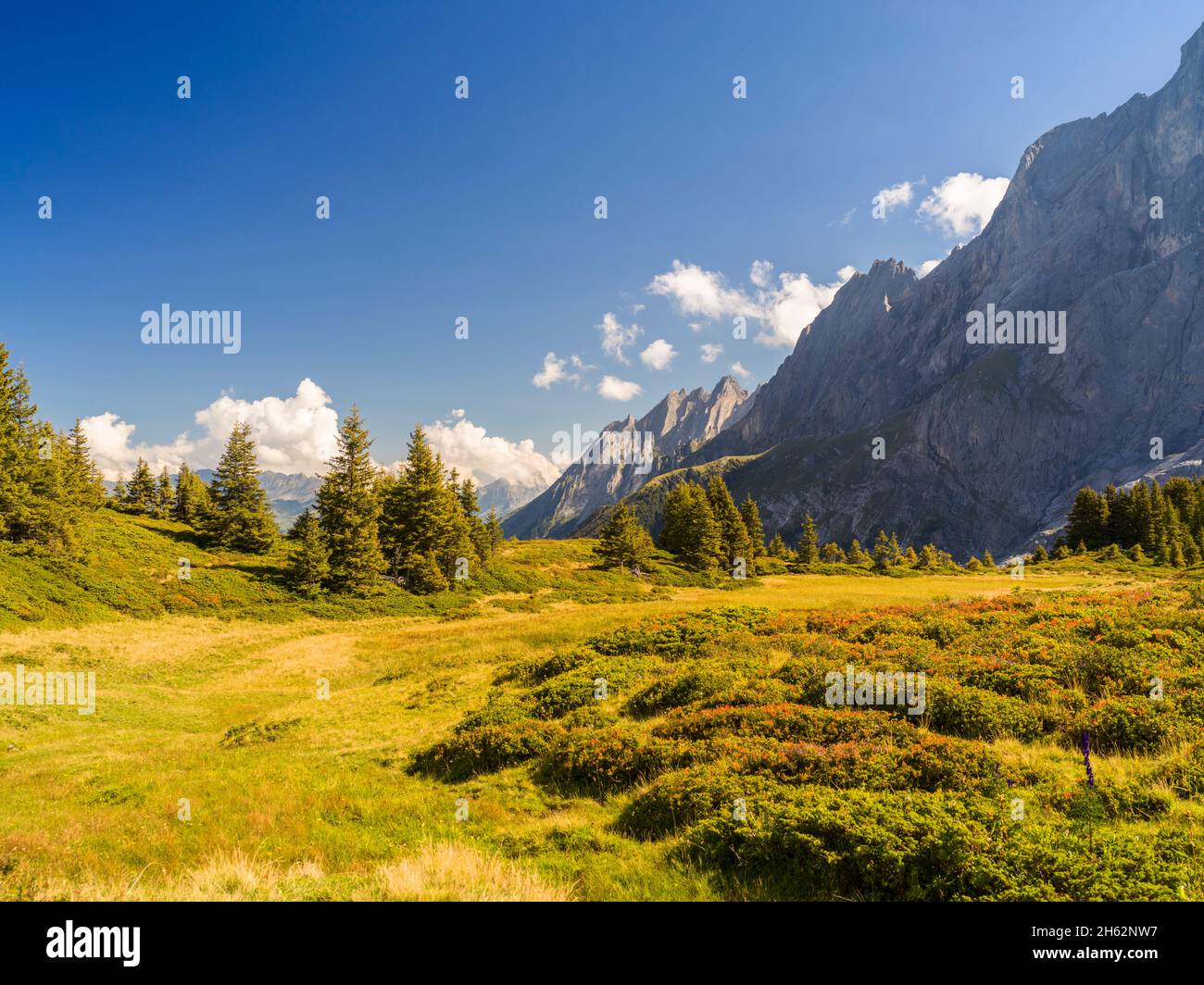 Schwarzwaldalp and grosse scheidegg hi-res stock photography and images ...