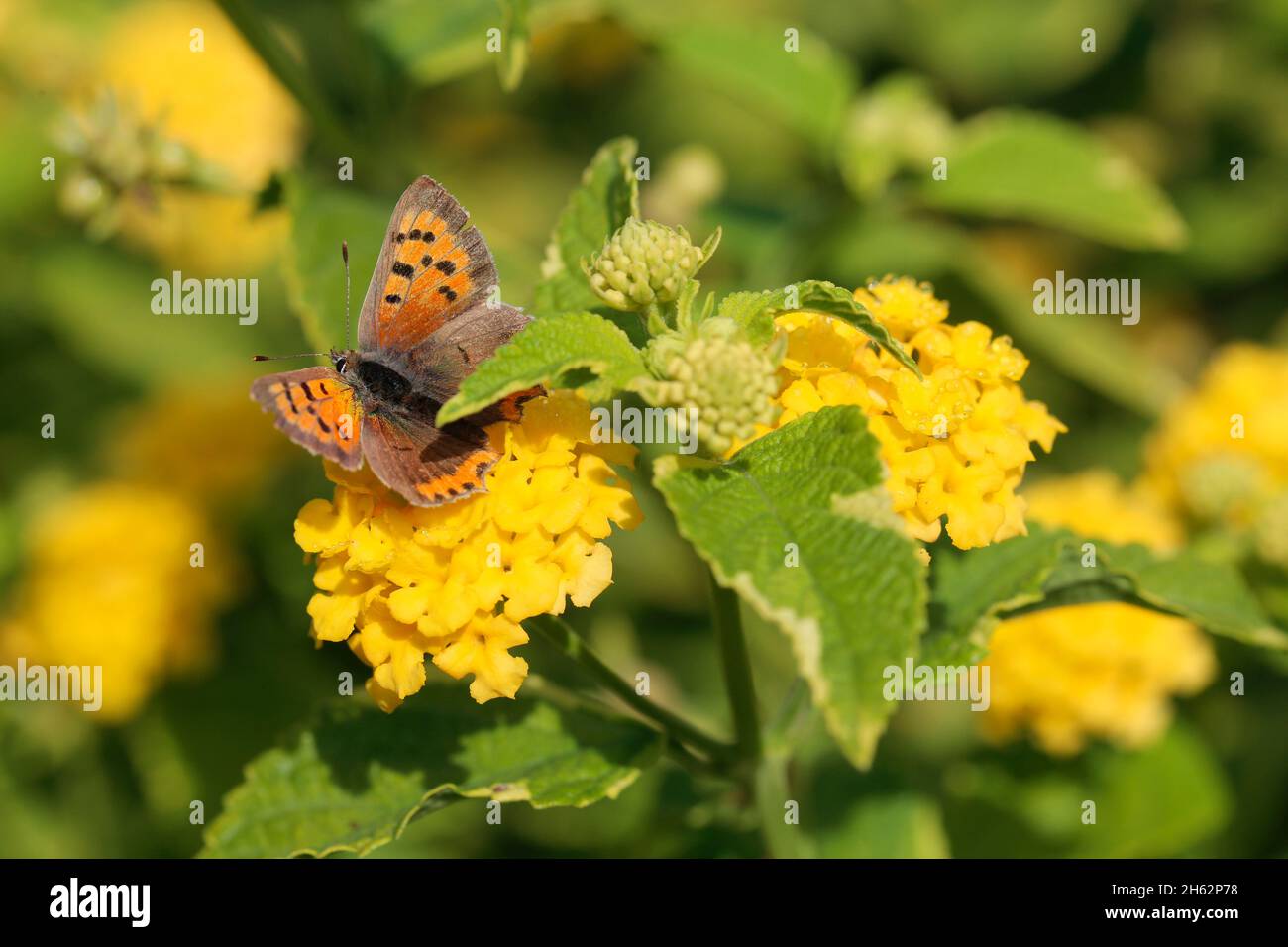 common copper butterfly (lycaena phlaeas) on lantana camara blossom ...