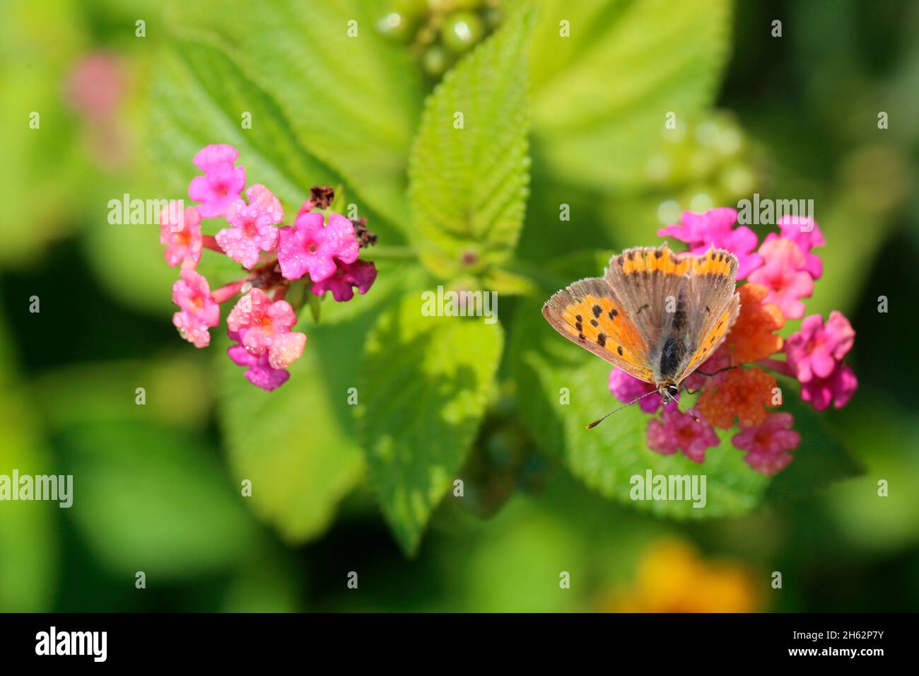 common copper butterfly (lycaena phlaeas) on lantana camara blossom ...