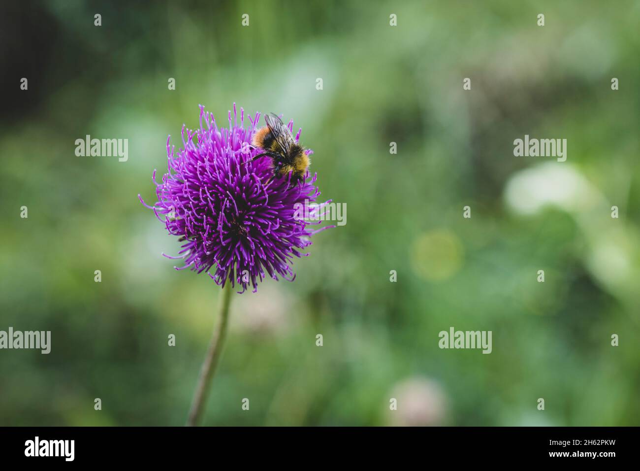 Alpine thistle hi-res stock photography and images - Alamy