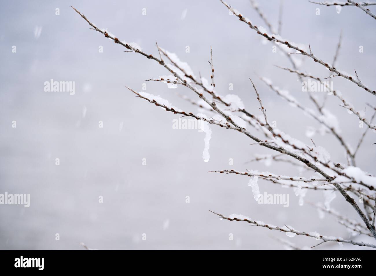 Plant branches with snow hi-res stock photography and images - Alamy