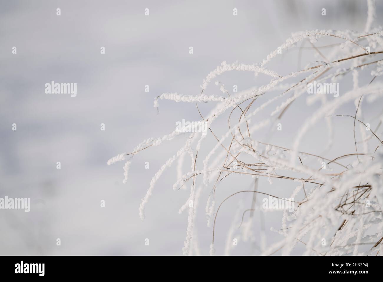 Snow ice winter shrub hi-res stock photography and images - Alamy