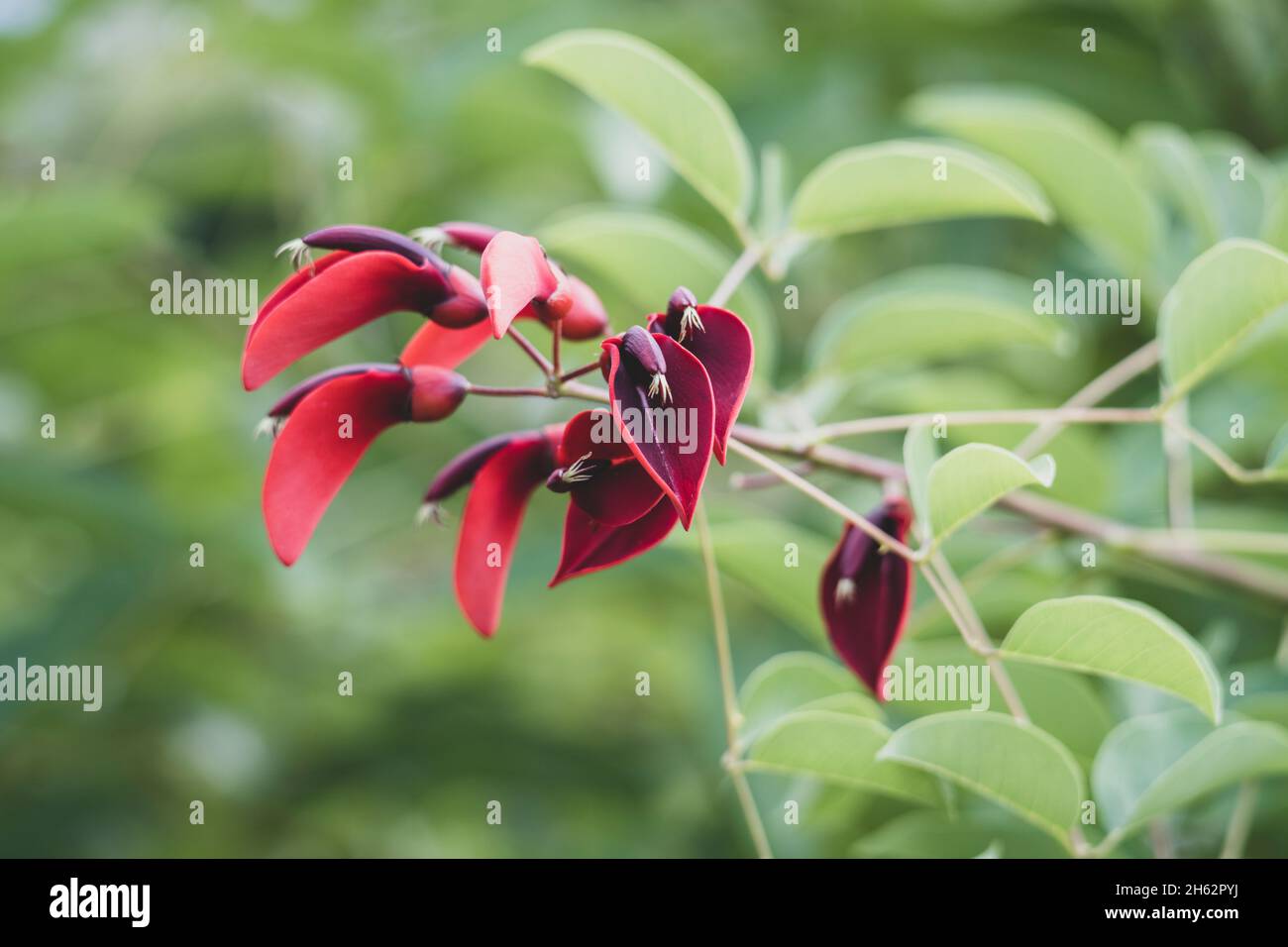 common coral tree,erythrina crista-galli,leipzig,saxony,germany,summer ...