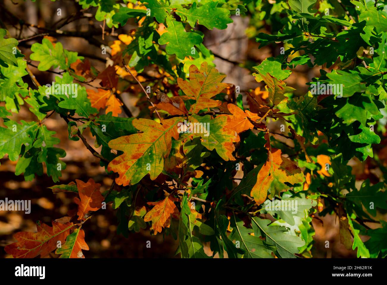 beginning of autumn,the first leaves in the forest are colored colorful ...