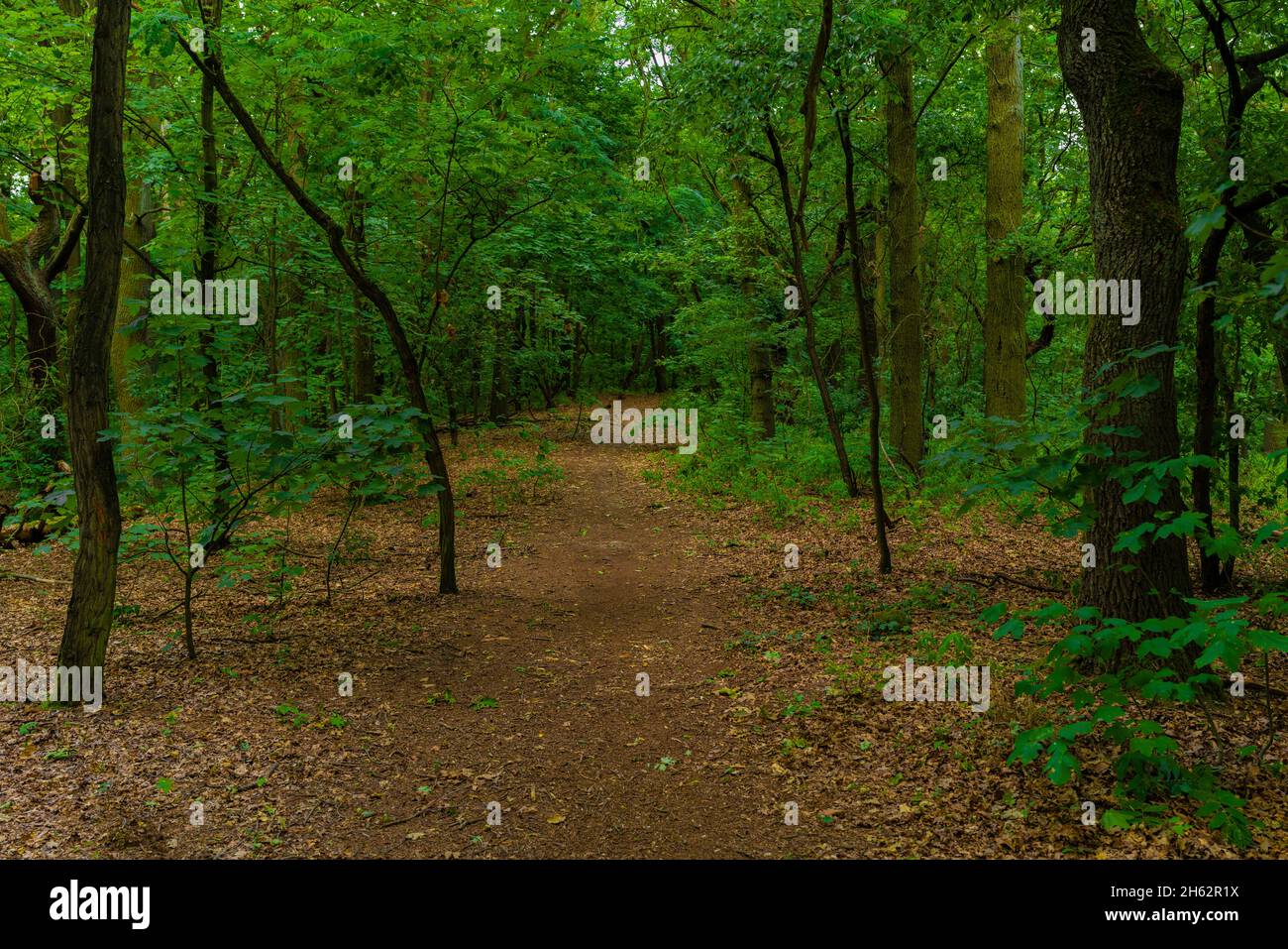 small narrow forest path for hiking in a deciduous forest Stock Photo ...