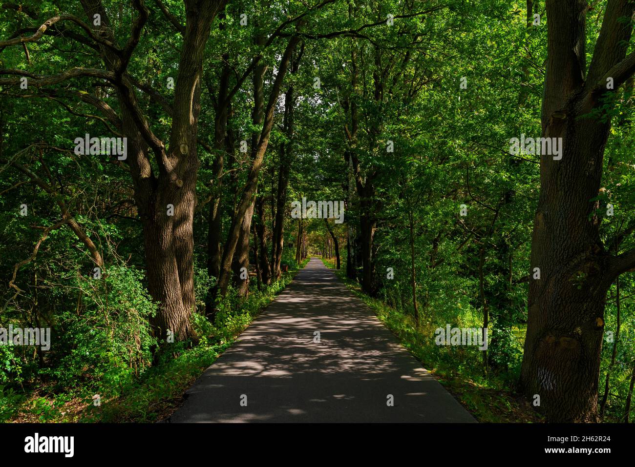 Large oak trees along the way hi-res stock photography and images - Alamy