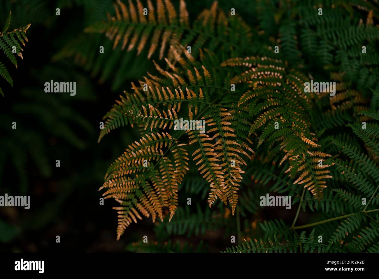 Autumn fern hi-res stock photography and images - Alamy