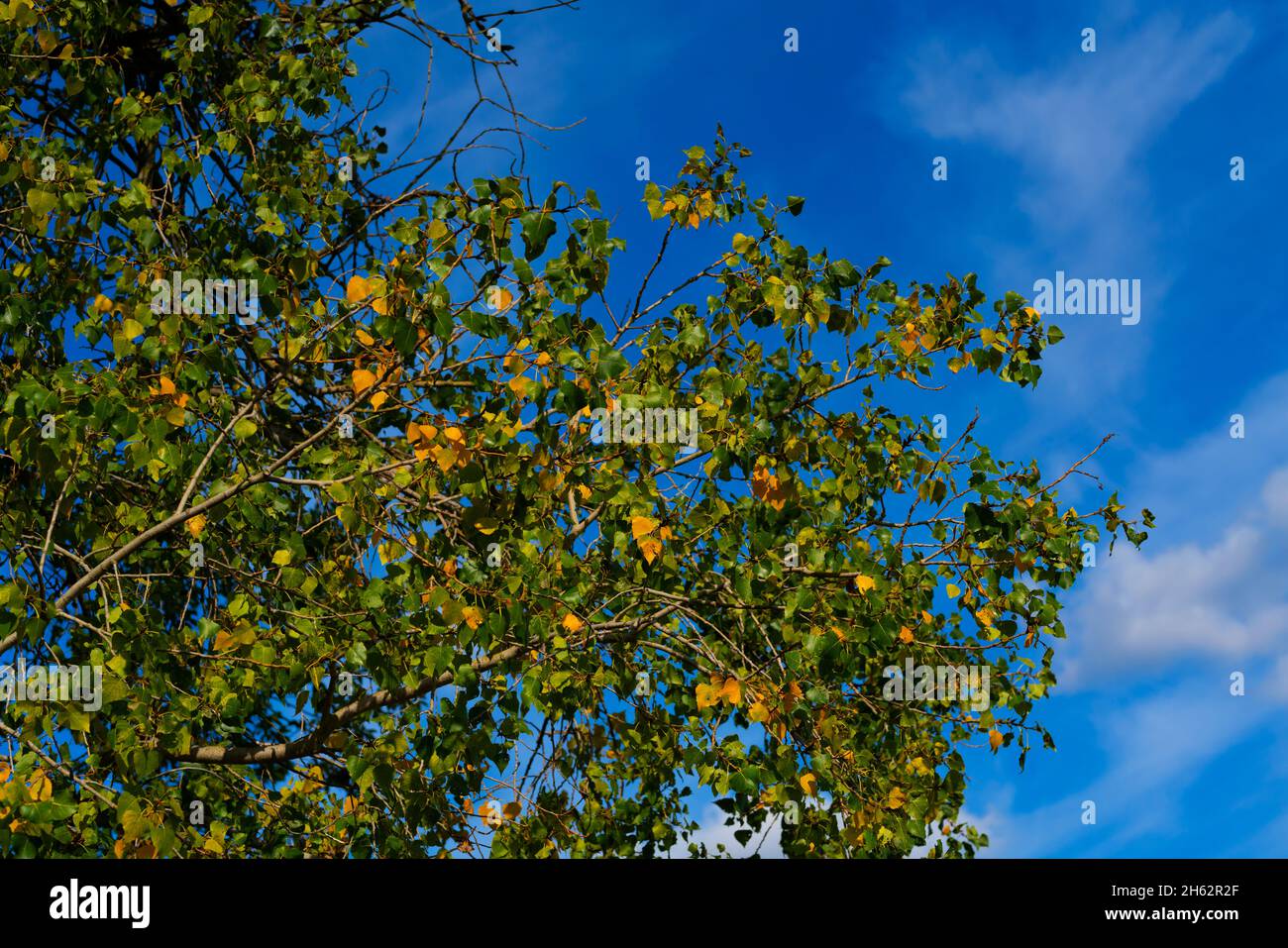beginning of autumn,deciduous tree with first autumn coloured leaves ...