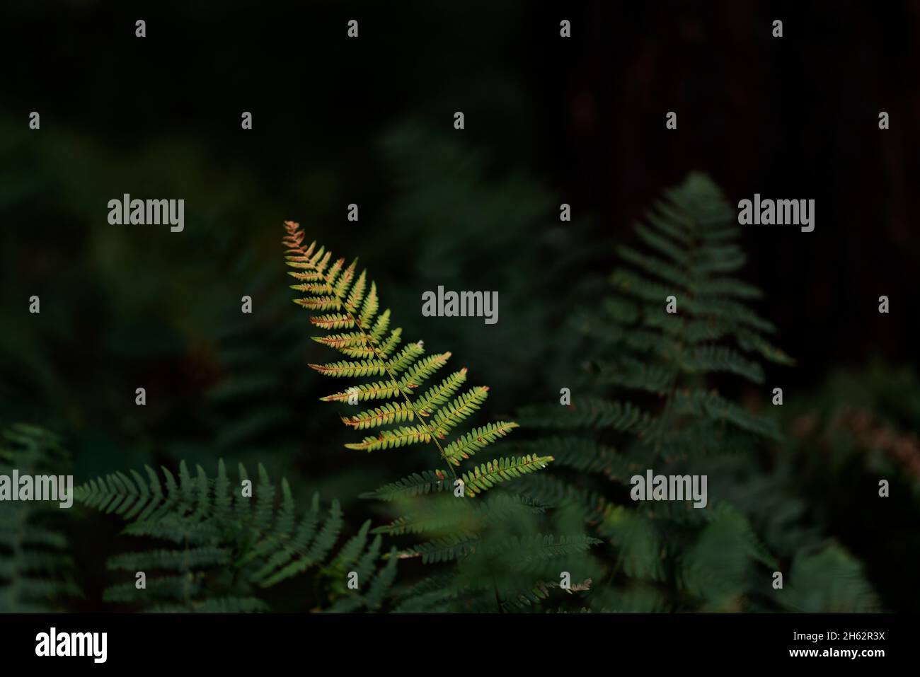 the little autumn,the beginning of autumn,the first fern loses its ...