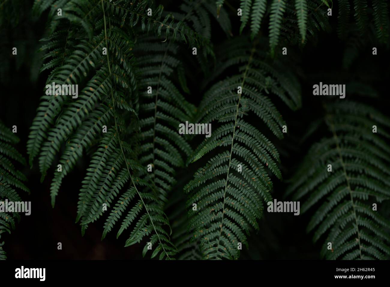 the little autumn,the beginning of autumn,the first fern loses its ...