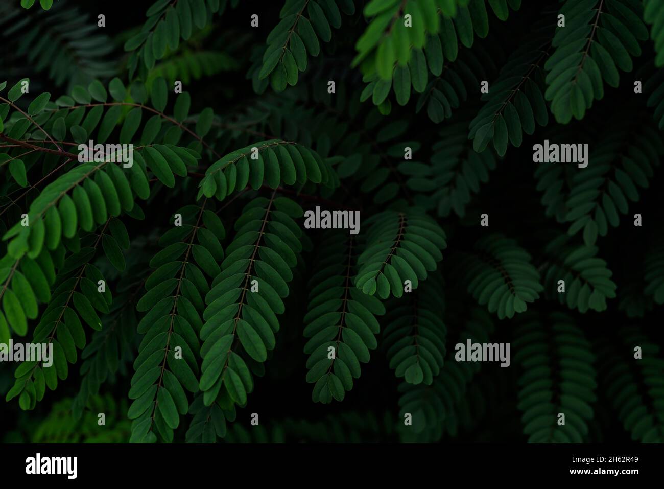 small young locust tree in a pine forest,dark frame Stock Photo - Alamy