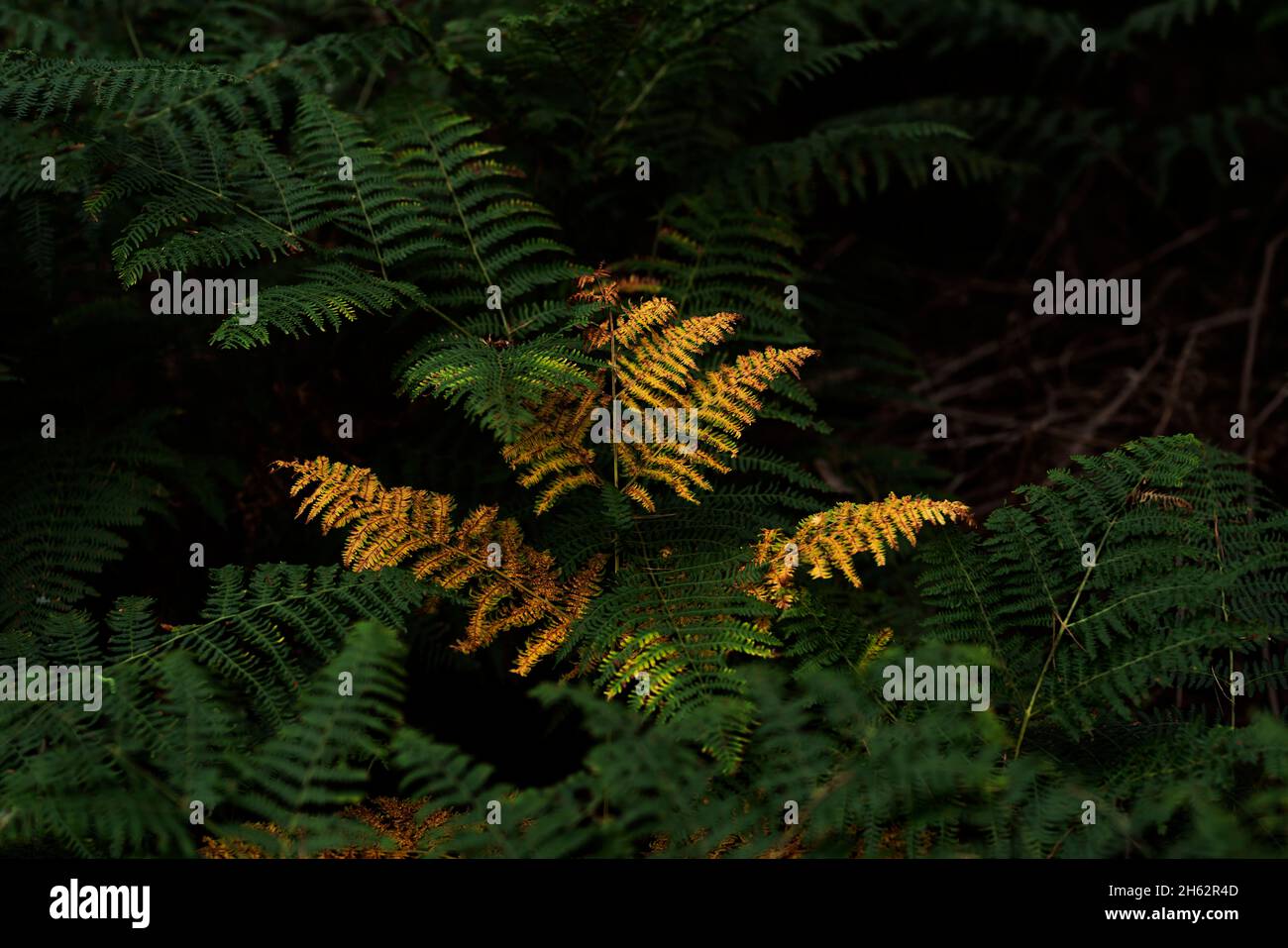 the little autumn,the beginning of autumn,the first fern loses its ...