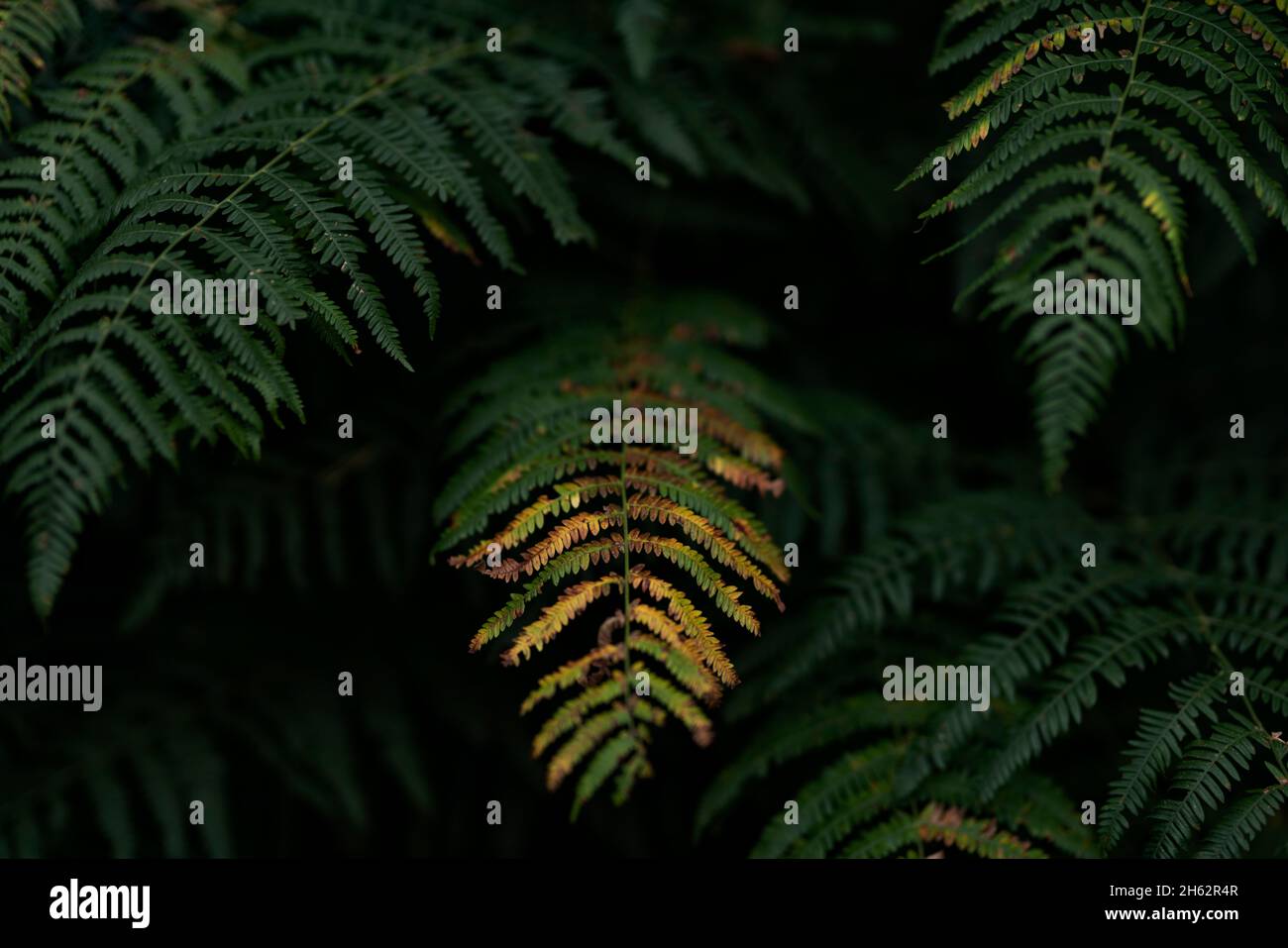 the little autumn,the beginning of autumn,the first fern loses its ...