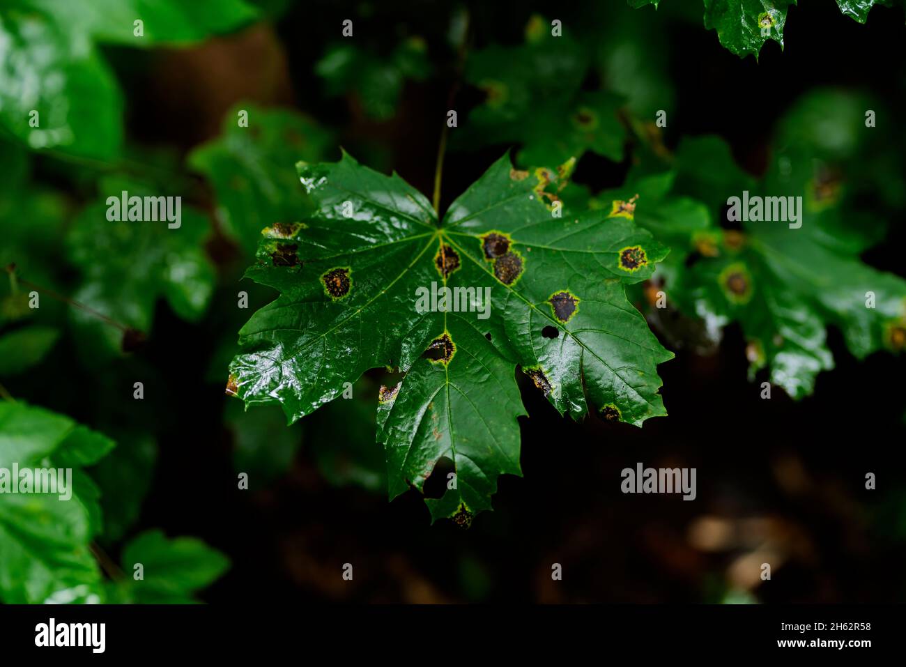 leaf of a maple tree at the beginning of autumn after the rain,low ...
