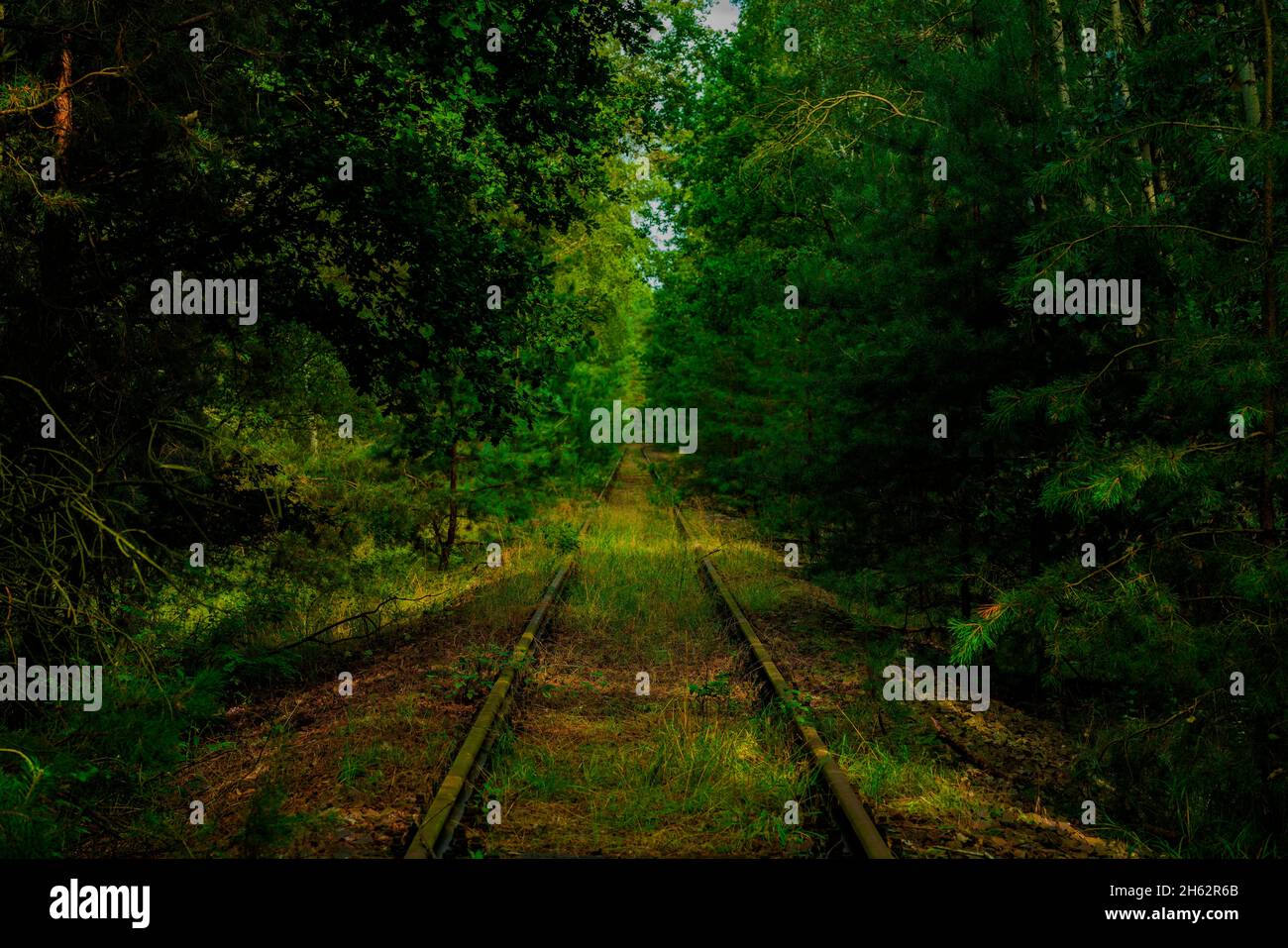 old railway track,overgrown track bed,wild plants and trees next to the ...