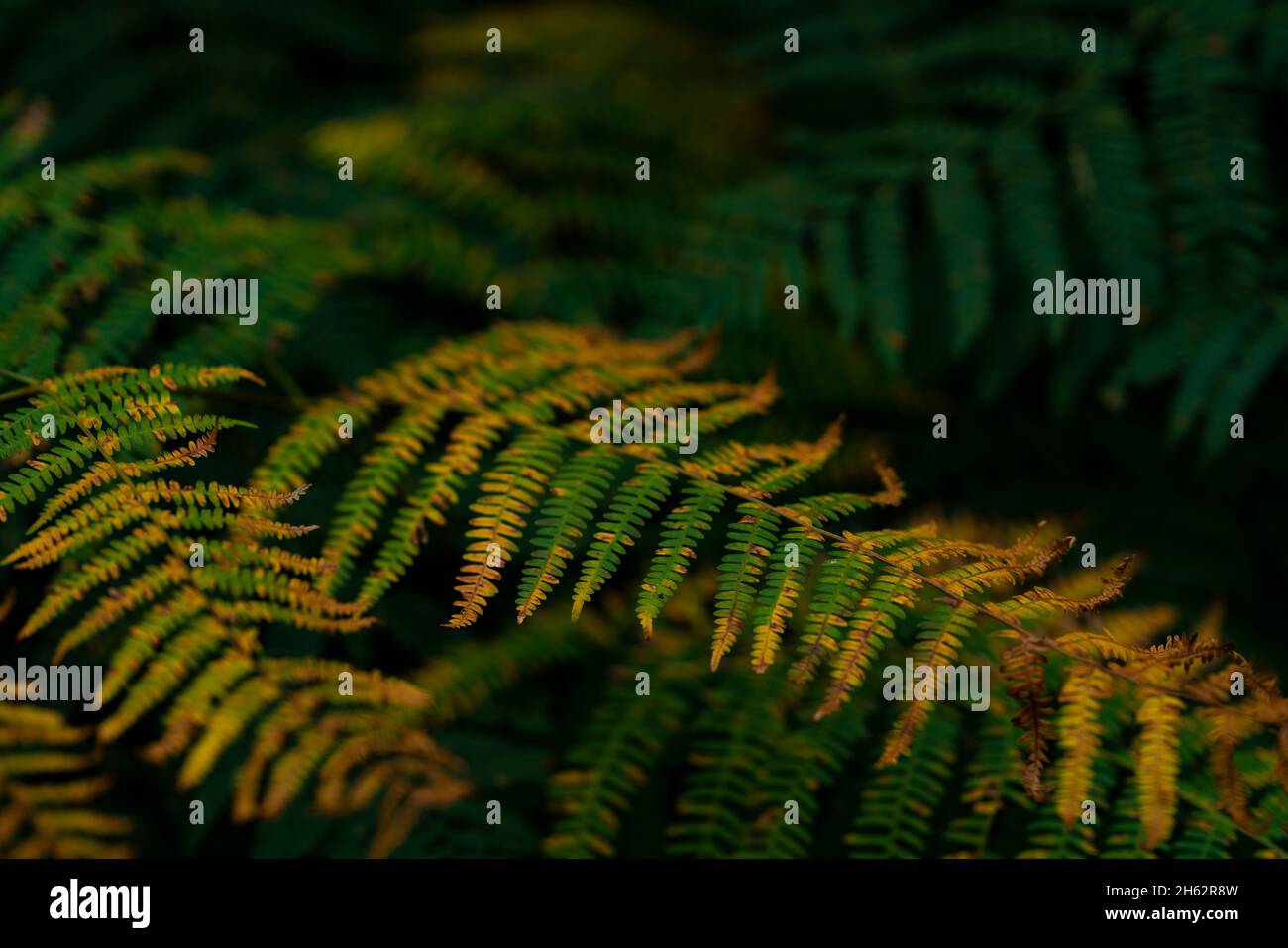 green fern in the autumn in the forest,shallow depth of field,beautiful ...