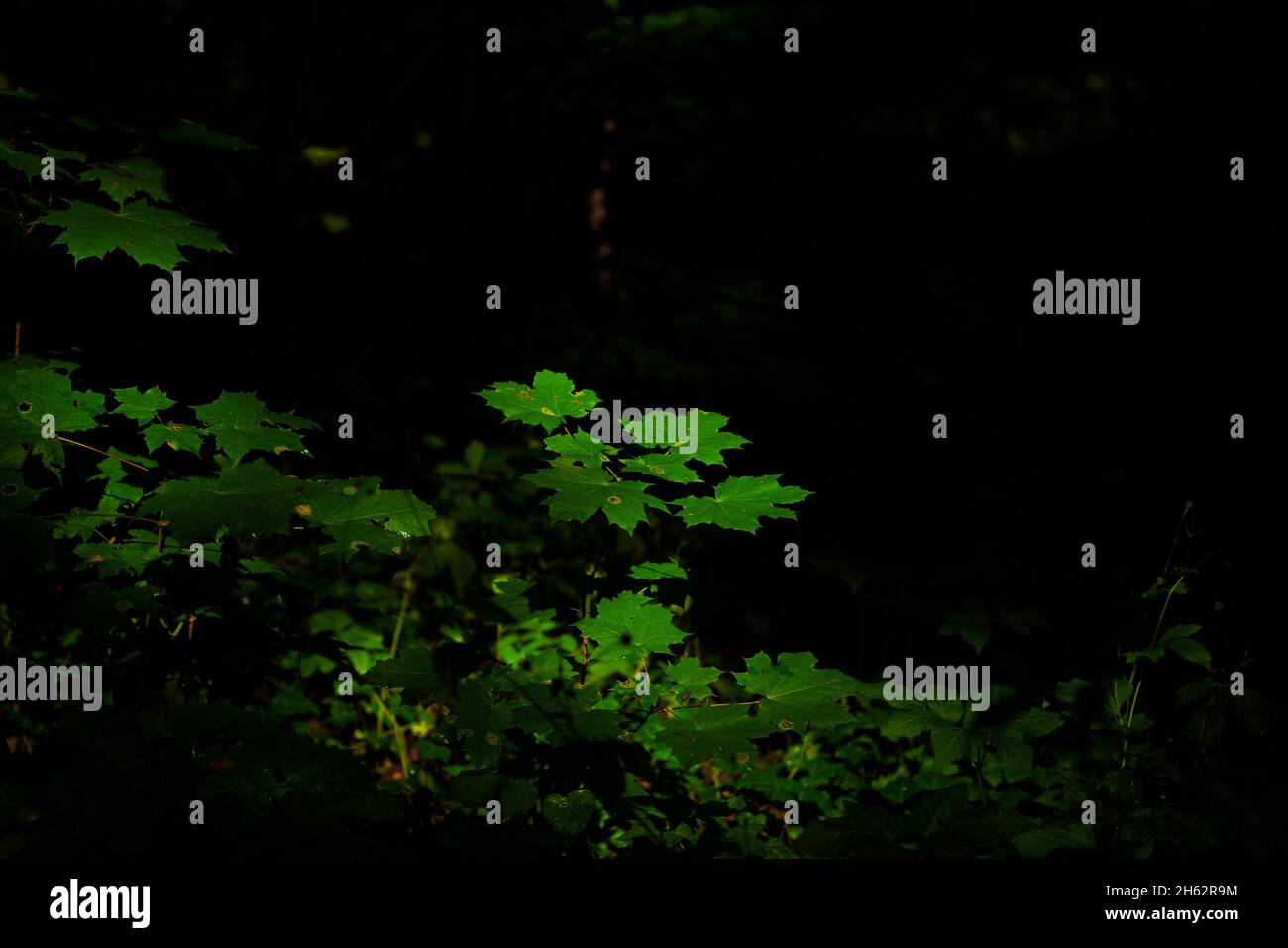 young maple trees in the forest,illuminated by the little sunlight ...