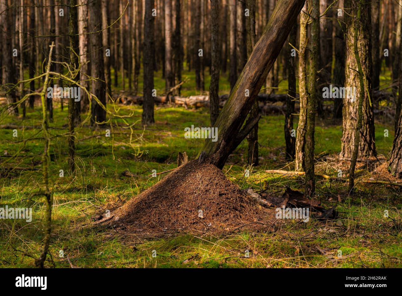 anthill in a forest,shallow depth of field,soft beautiful bokeh,anthill ...