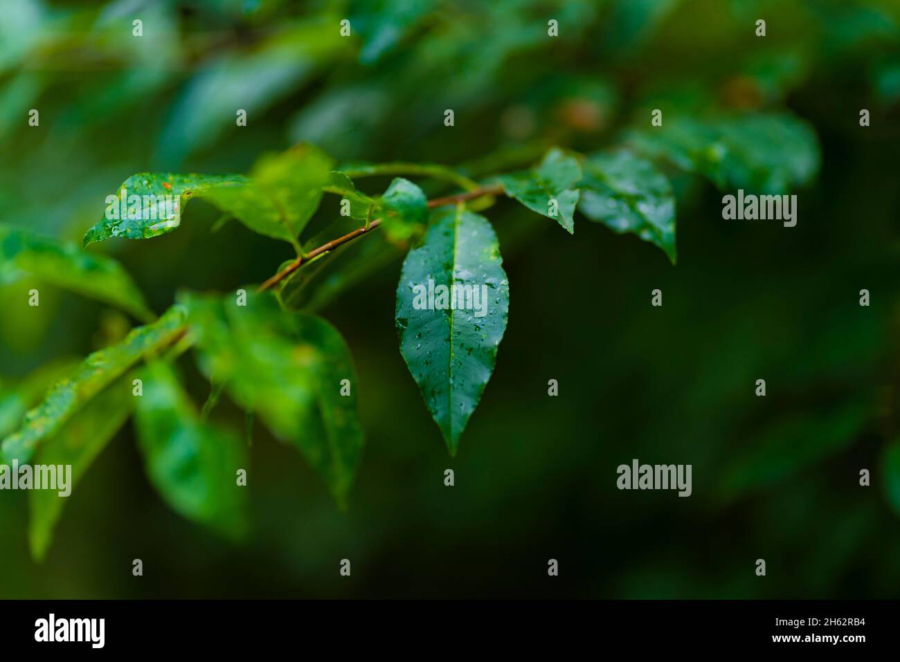 wet tree leaves after a rain shower,shallow depth of field,very soft ...