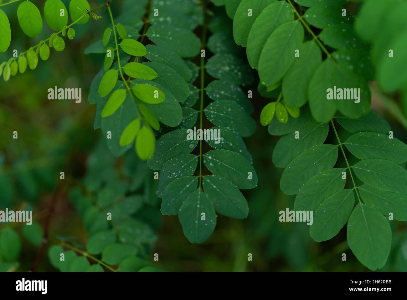 Wet tree leaves after a rain shower hi-res stock photography and images ...