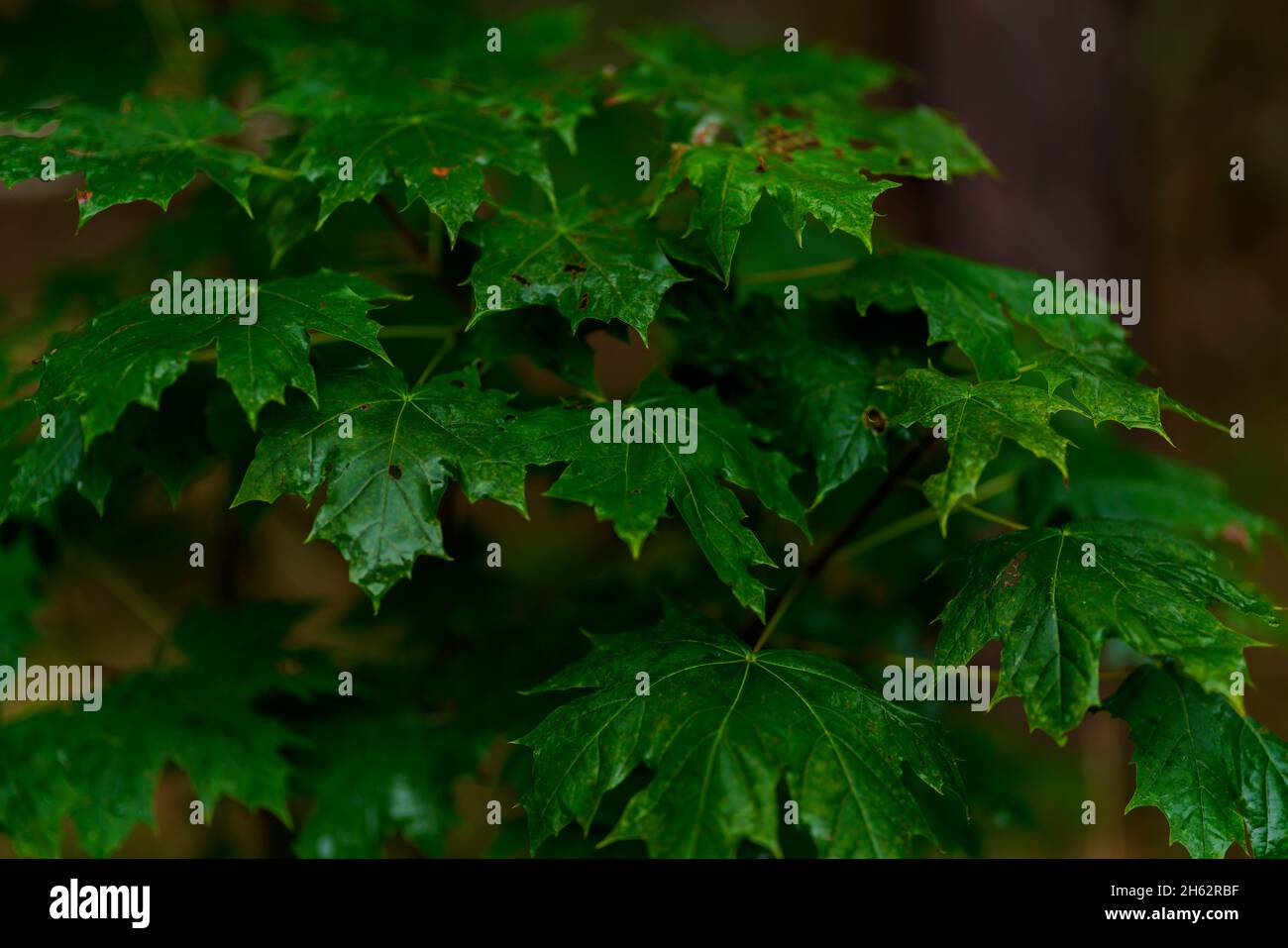 wet tree leaves after a rain shower from a young maple tree,shallow ...